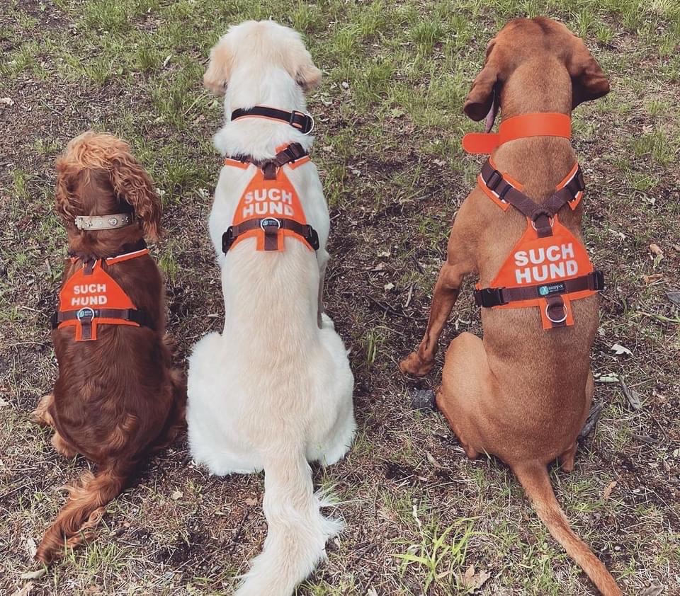 Mantrailer - RHS Südhessen